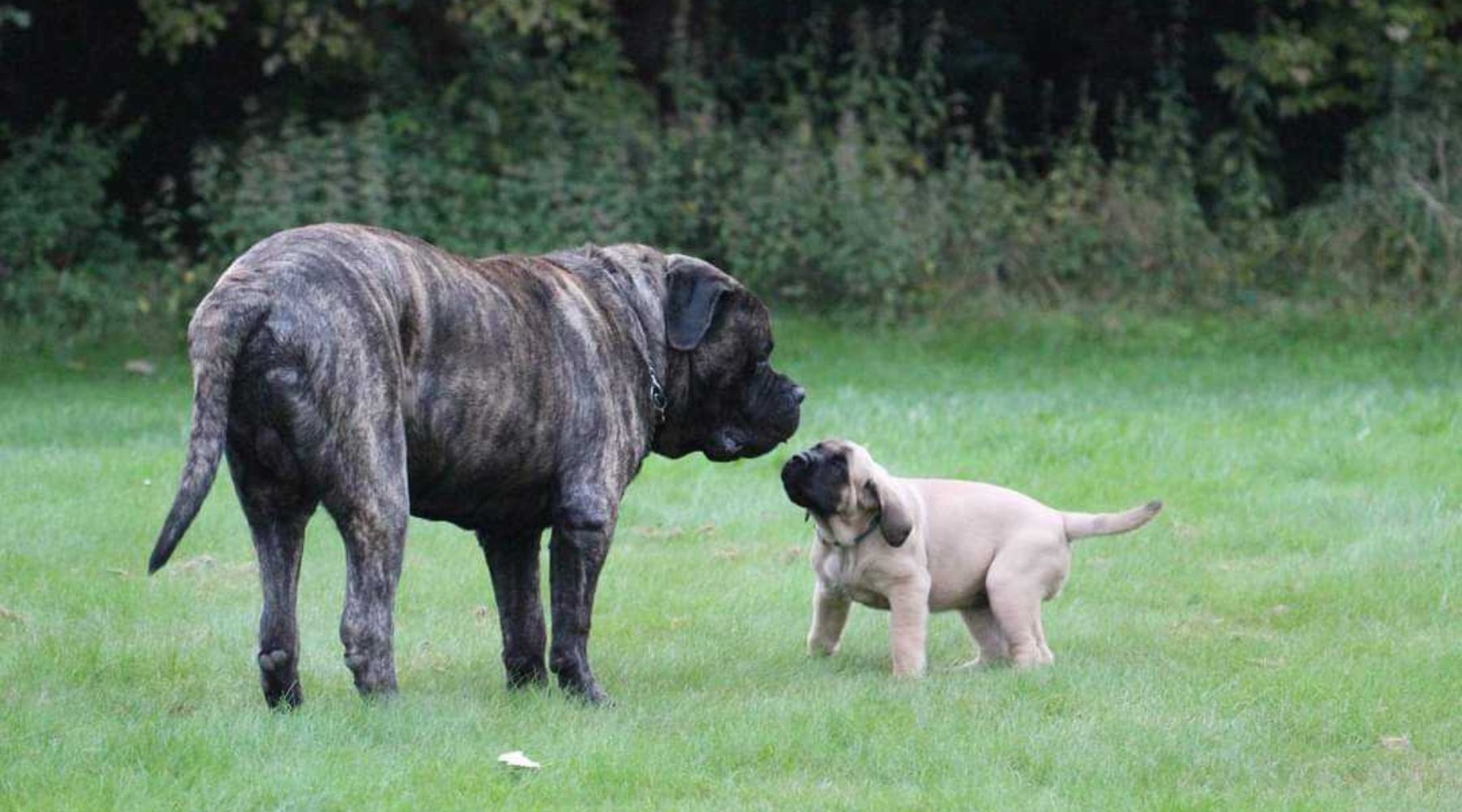 Engelsk Mastiff Og Hest Engelsk Mastiff Rasbeskrivning